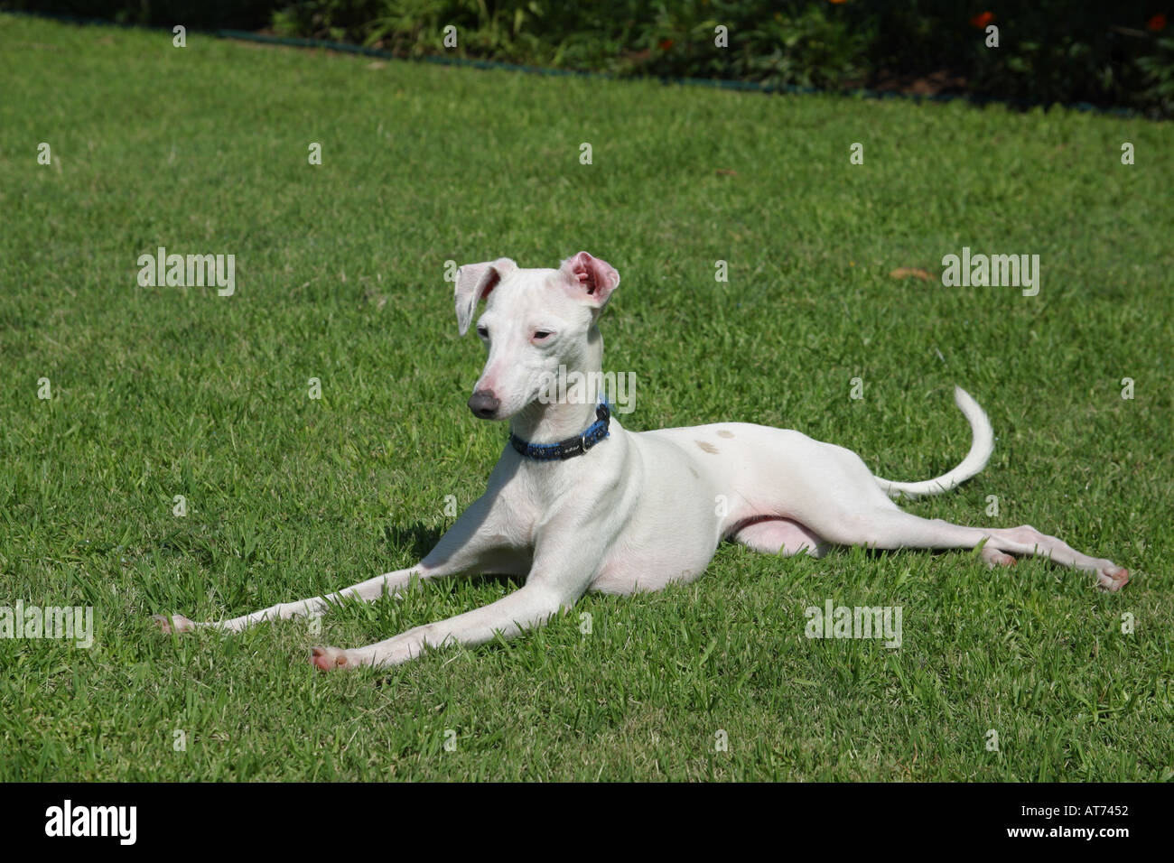 Italian Greyhound miniature dog Stock Photo - Alamy