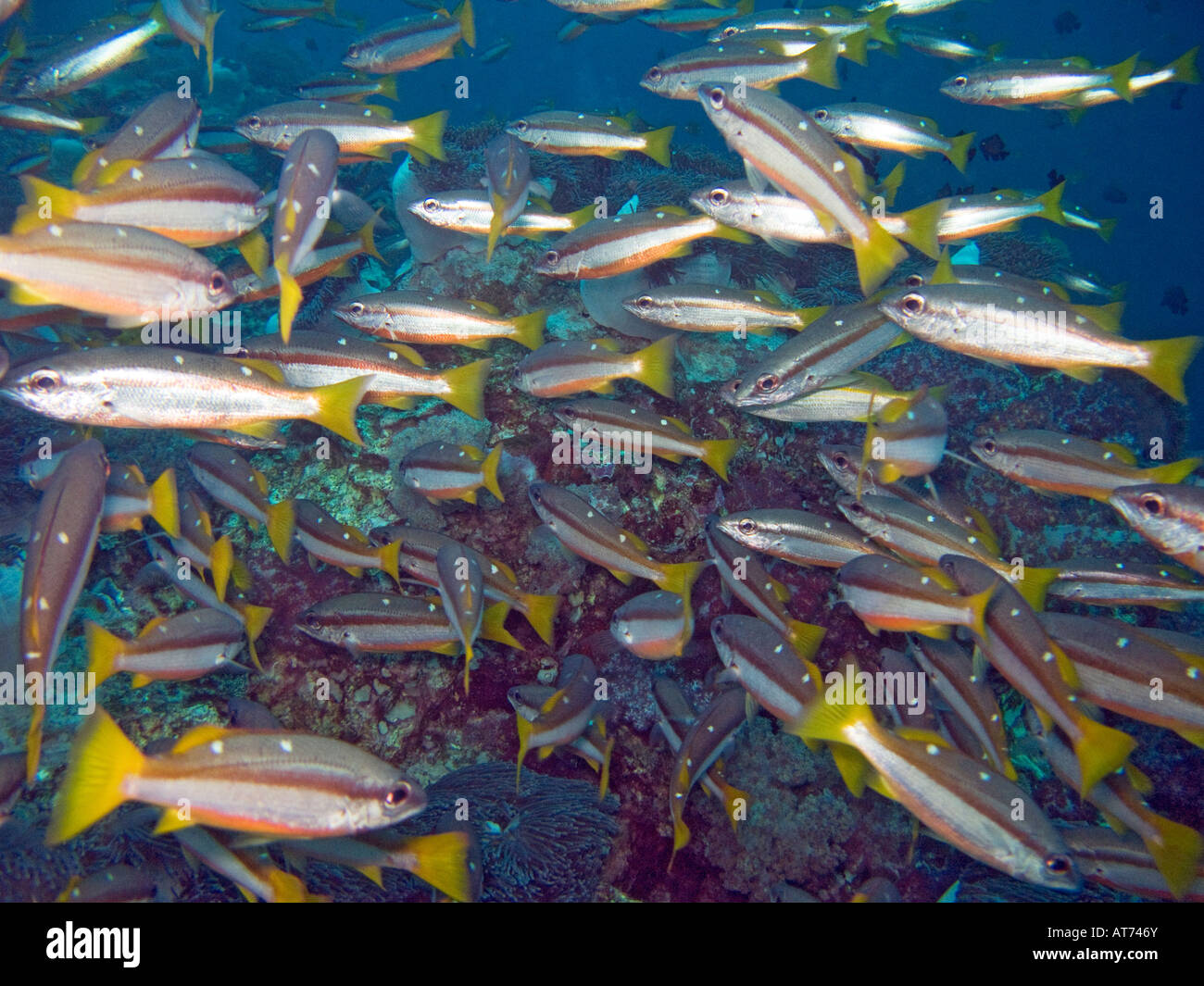 Two spot snapper lutjanus hi-res stock photography and images - Alamy