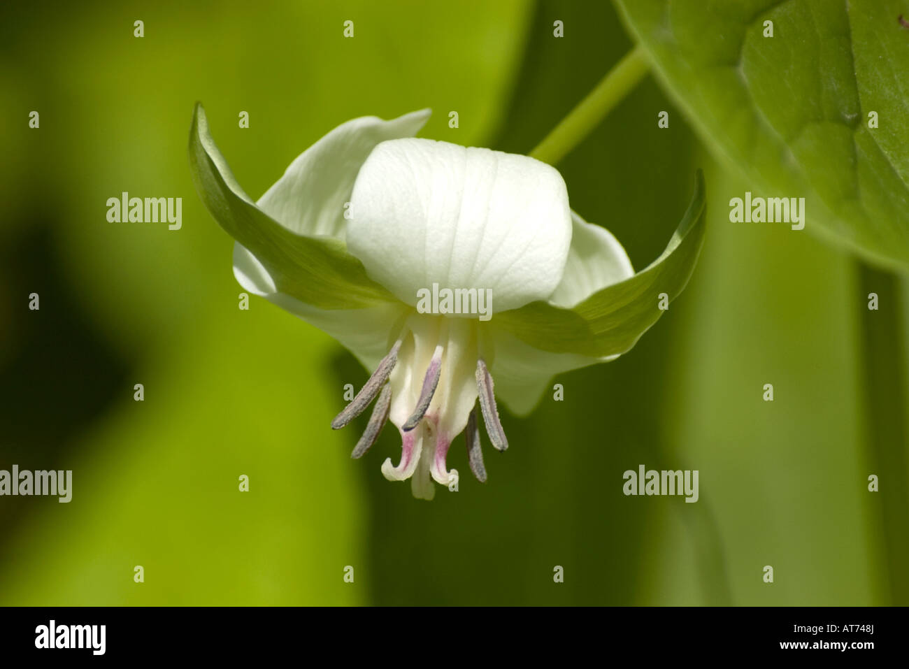 Nodding trillium hi-res stock photography and images - Alamy
