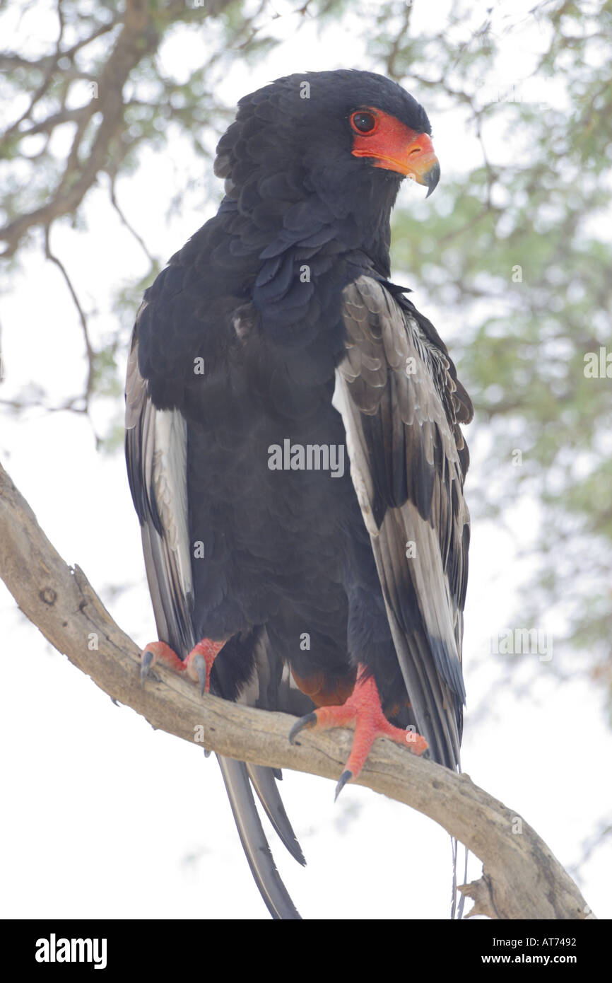 Bataleur hi-res stock photography and images - Alamy