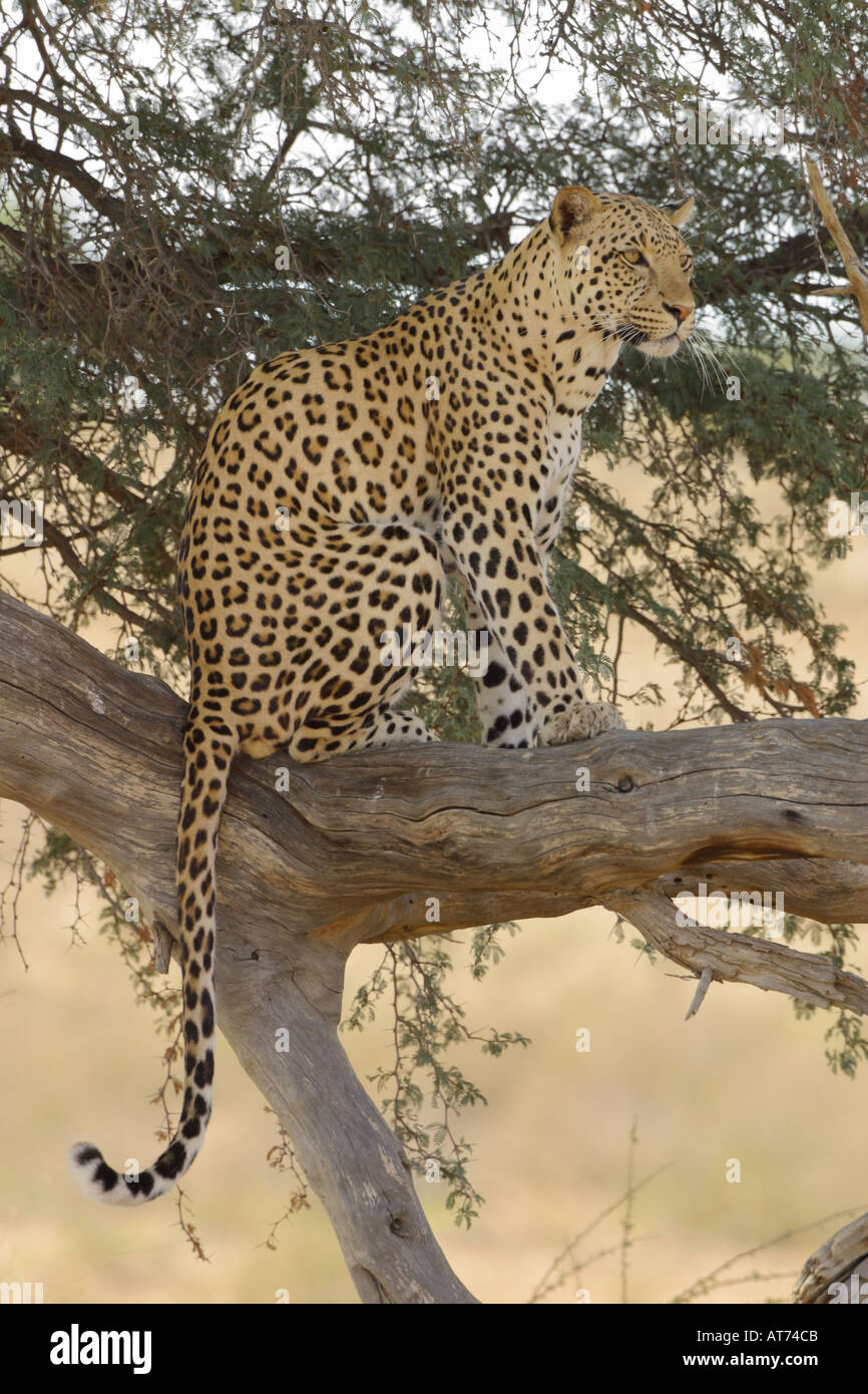 Leopard sitting in a tree hi-res stock photography and images - Alamy