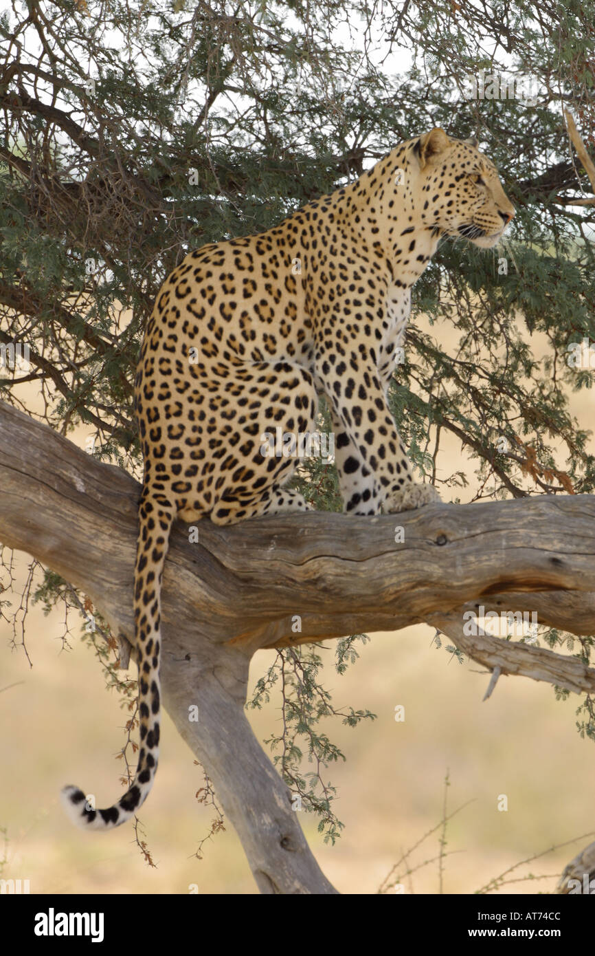 Leopard sitting hi-res stock photography and images - Alamy