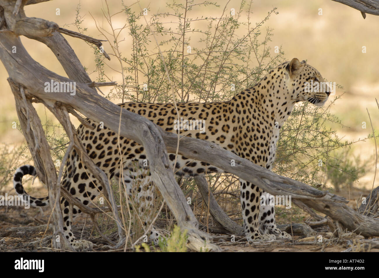 Leopard on the ground hunting Stock Photo - Alamy