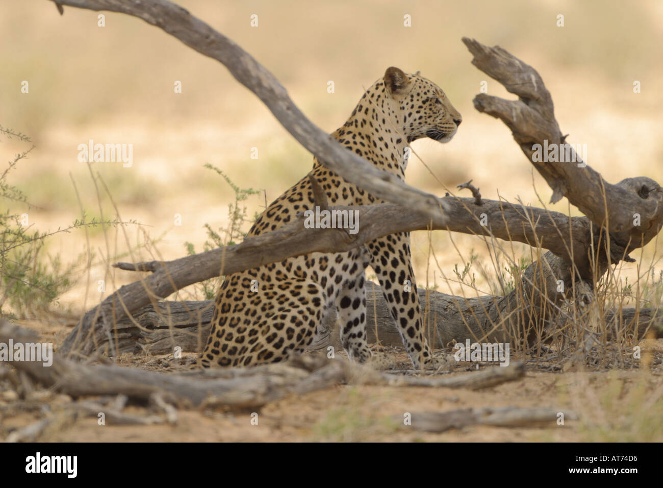 Leopard sitting hi-res stock photography and images - Alamy