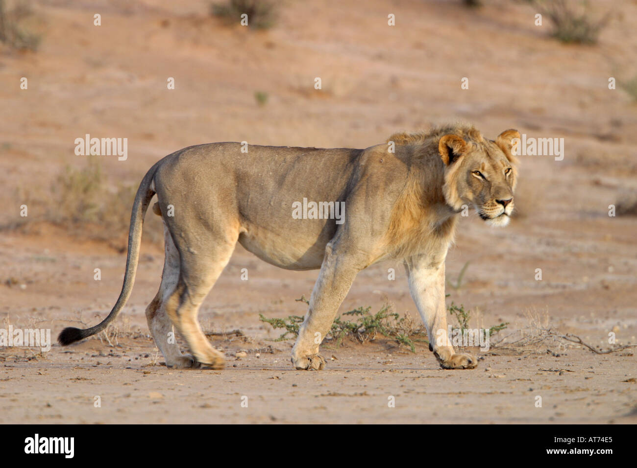 Lion young male prowling Stock Photo - Alamy