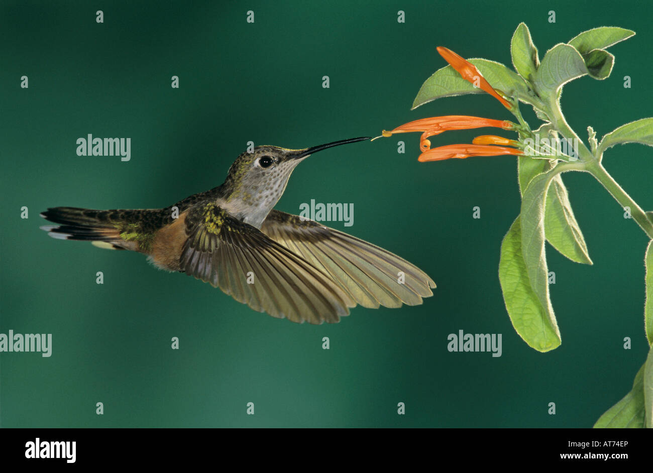 Broad-tailed Hummingbird Selasphorus platycercus female feeding on ...