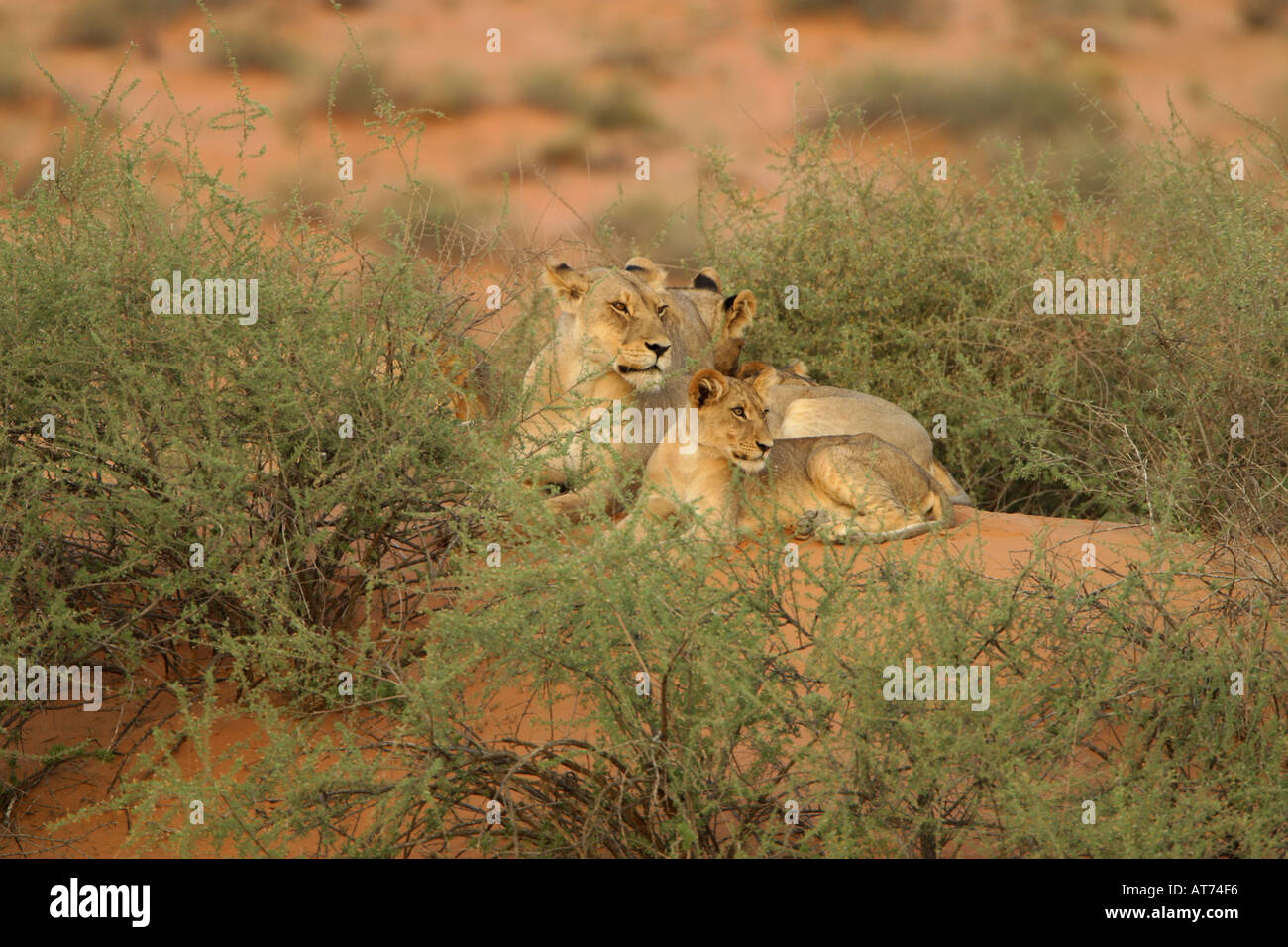 Lions on sand dune Stock Photo - Alamy