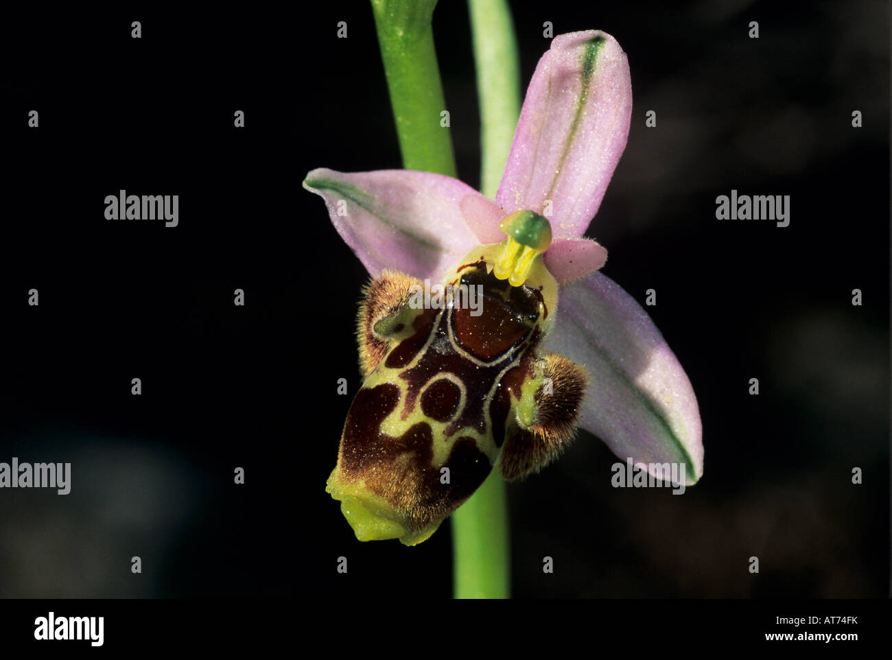 Gadfly Orchid Ophrys oestrifera blossom Samos Greek Island Greece April ...
