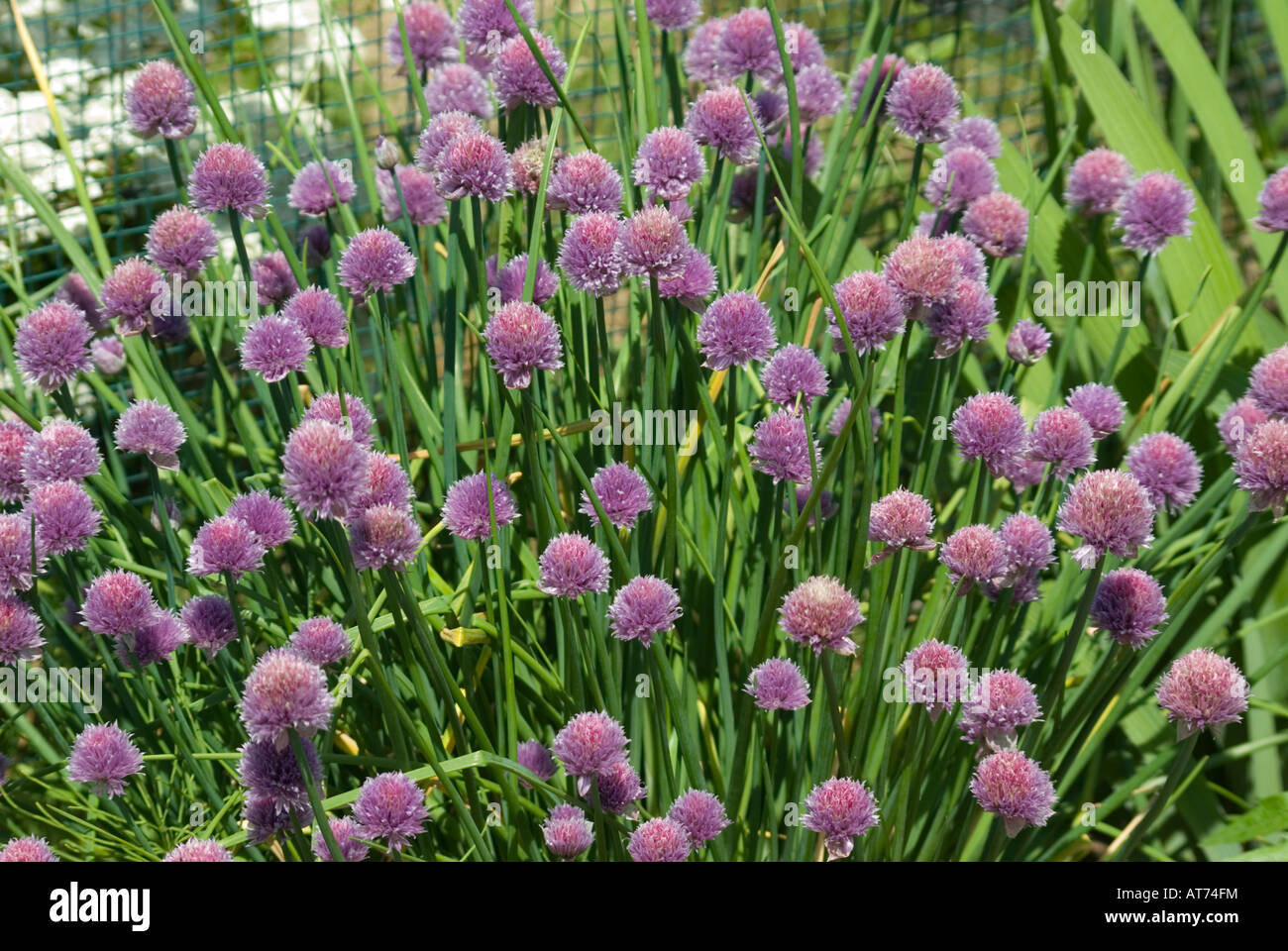 Chive plants hi-res stock photography and images - Alamy