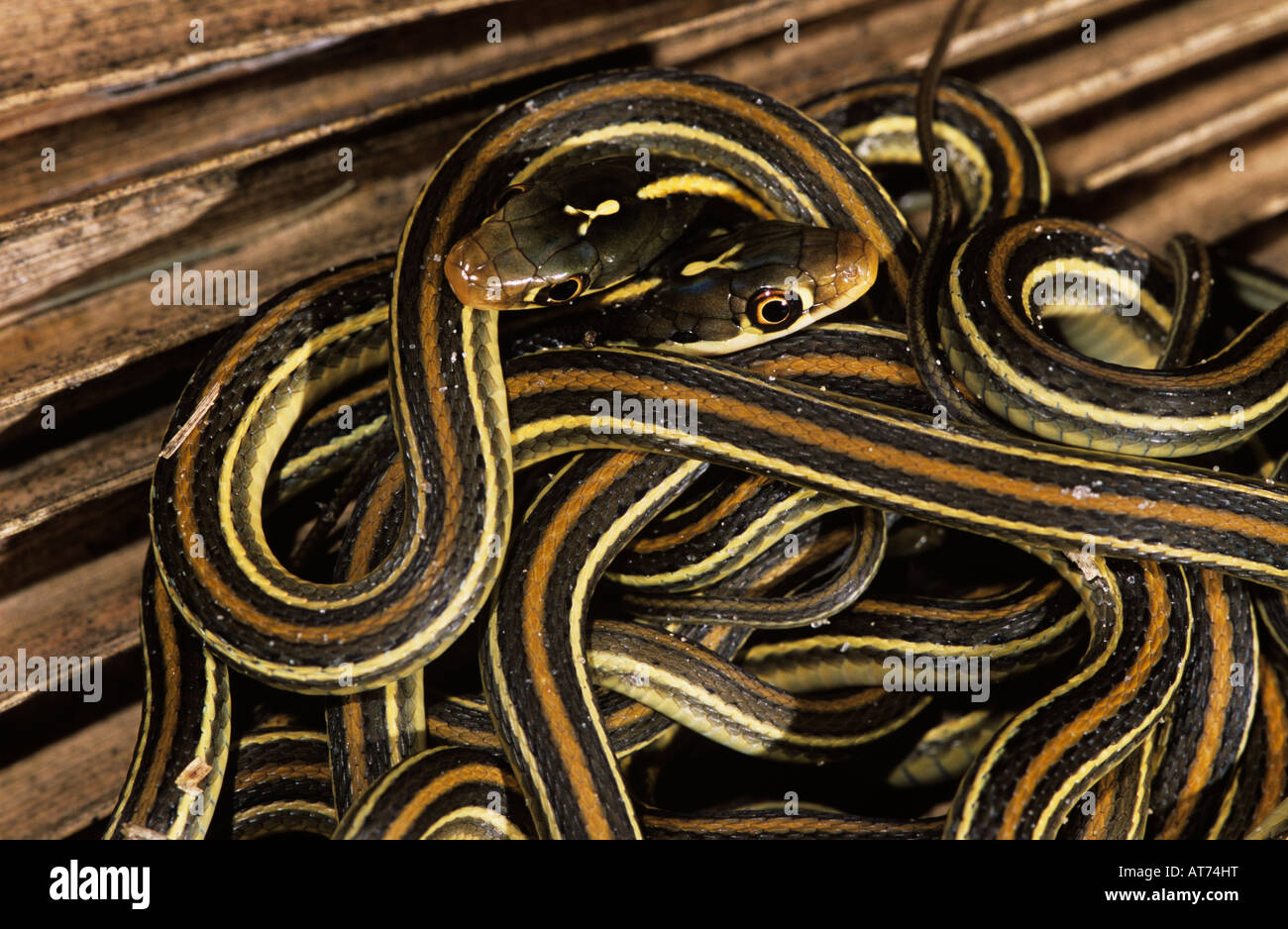 Gulf Coast Ribbon Snake Thamnophis proximus orarius clutch of newborn ...