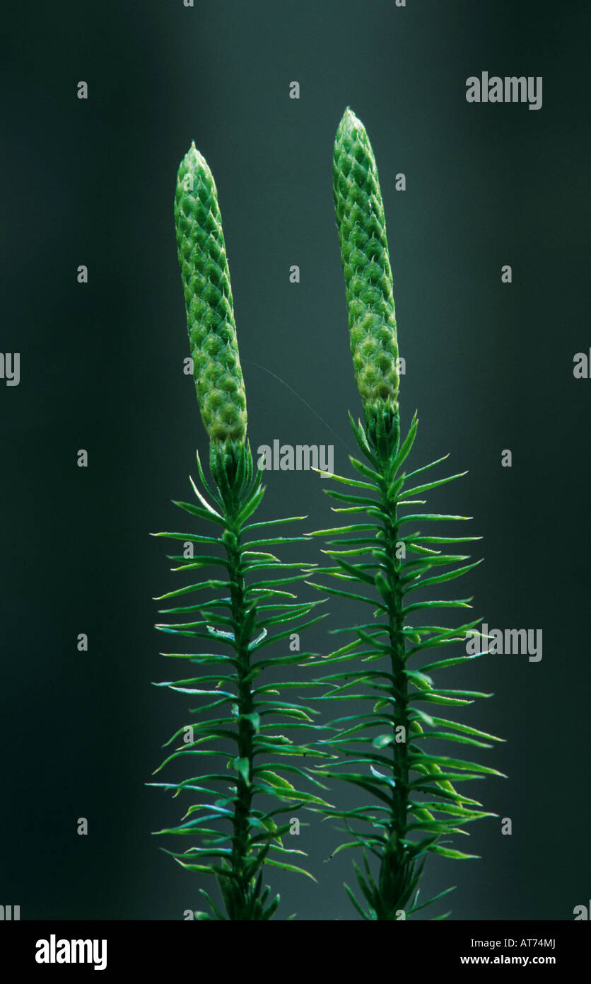 Club Moss Lycopodium clavatum plant Oberaegeri Switzerland August 1996 ...