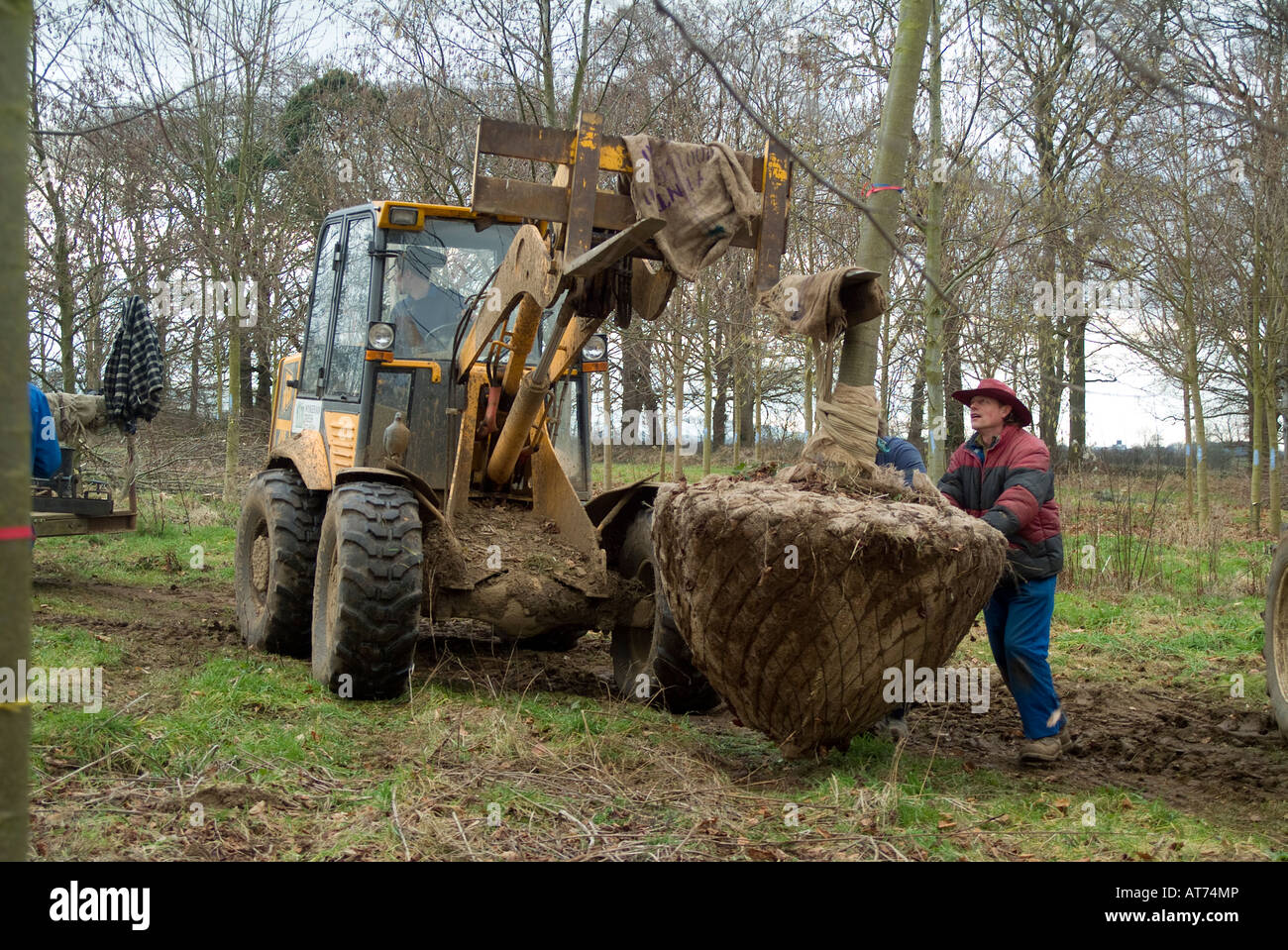 Moving a rootballed tree with a digger Stock Photo - Alamy