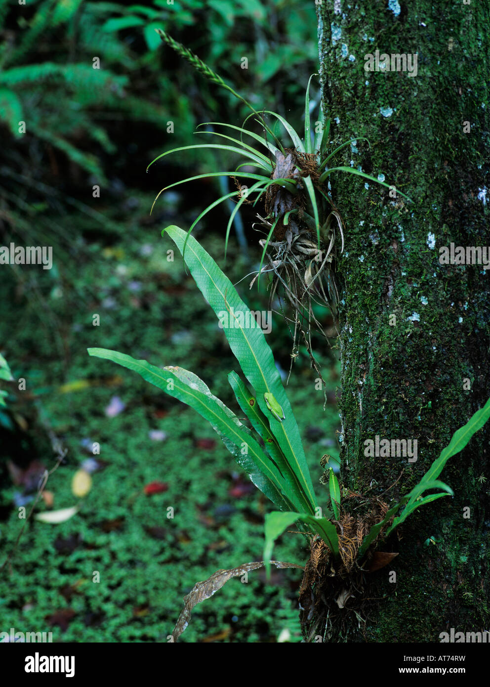 Green Treefrog Hyla cinerea adult resting on fern by bromeliad ...
