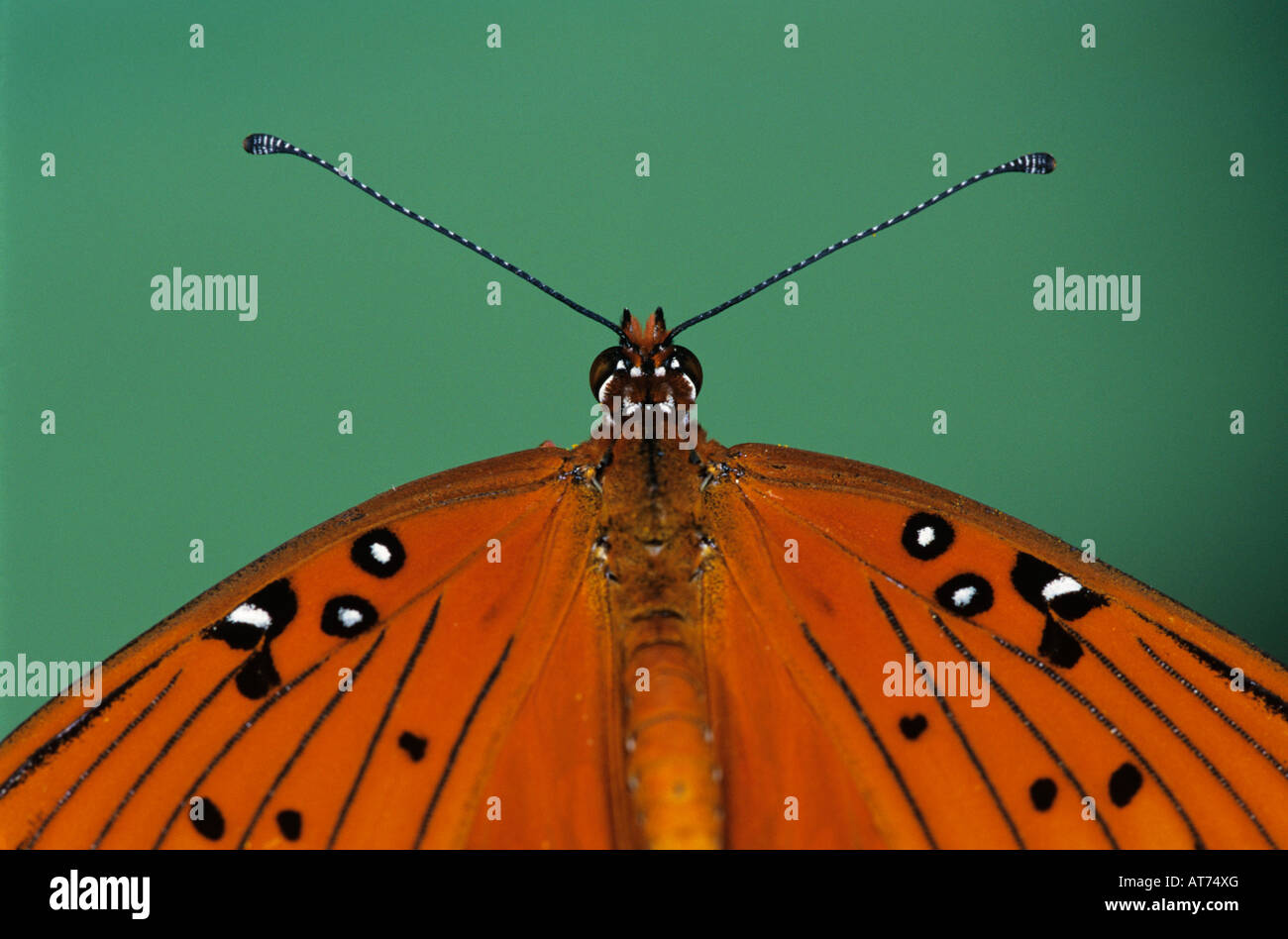 Gulf fritillary butterfly Cut Out Stock Images & Pictures - Alamy