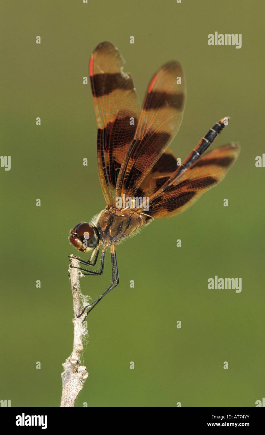 Halloween Pennant Celithemis eponina male The Inn at Chachalaca Bend ...