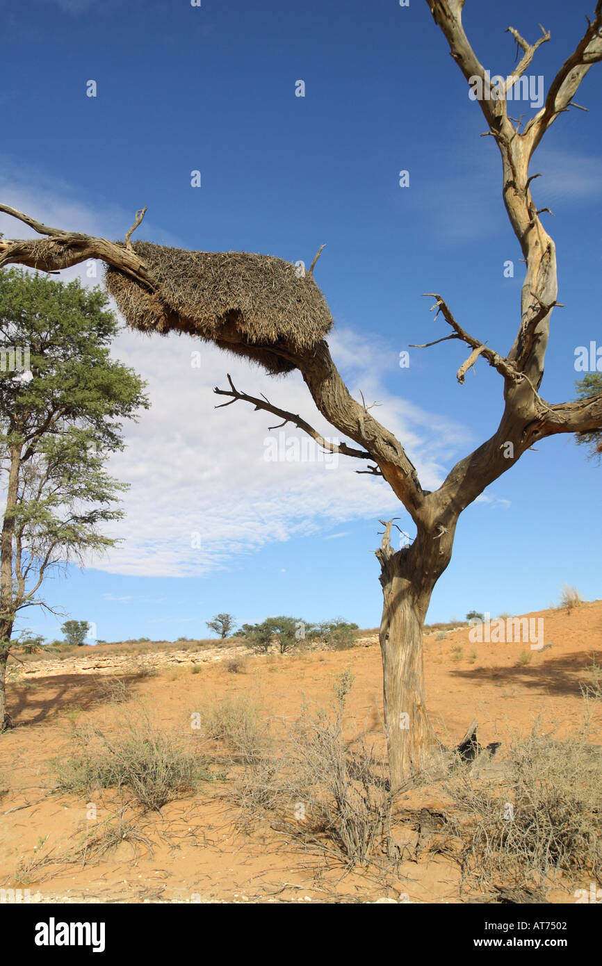 Sociable weaver birds nest Stock Photo - Alamy