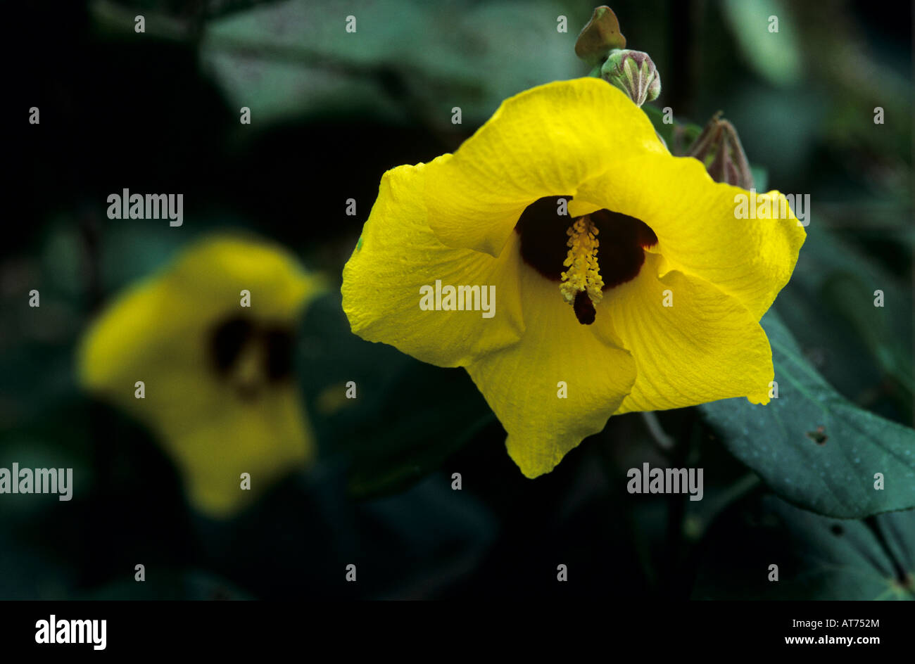 Hibiscus hibiscus sp blossom kauai hi-res stock photography and images ...