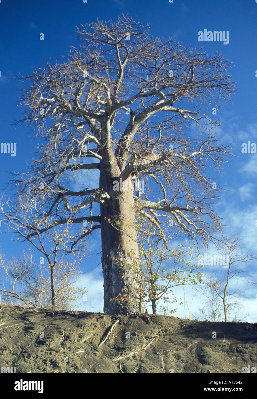 Baobab tree with blue sky background Stock Photo - Alamy