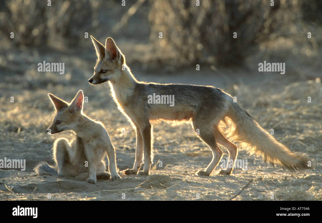 Cape Fox Bat-eared fox Stock Photo - Alamy