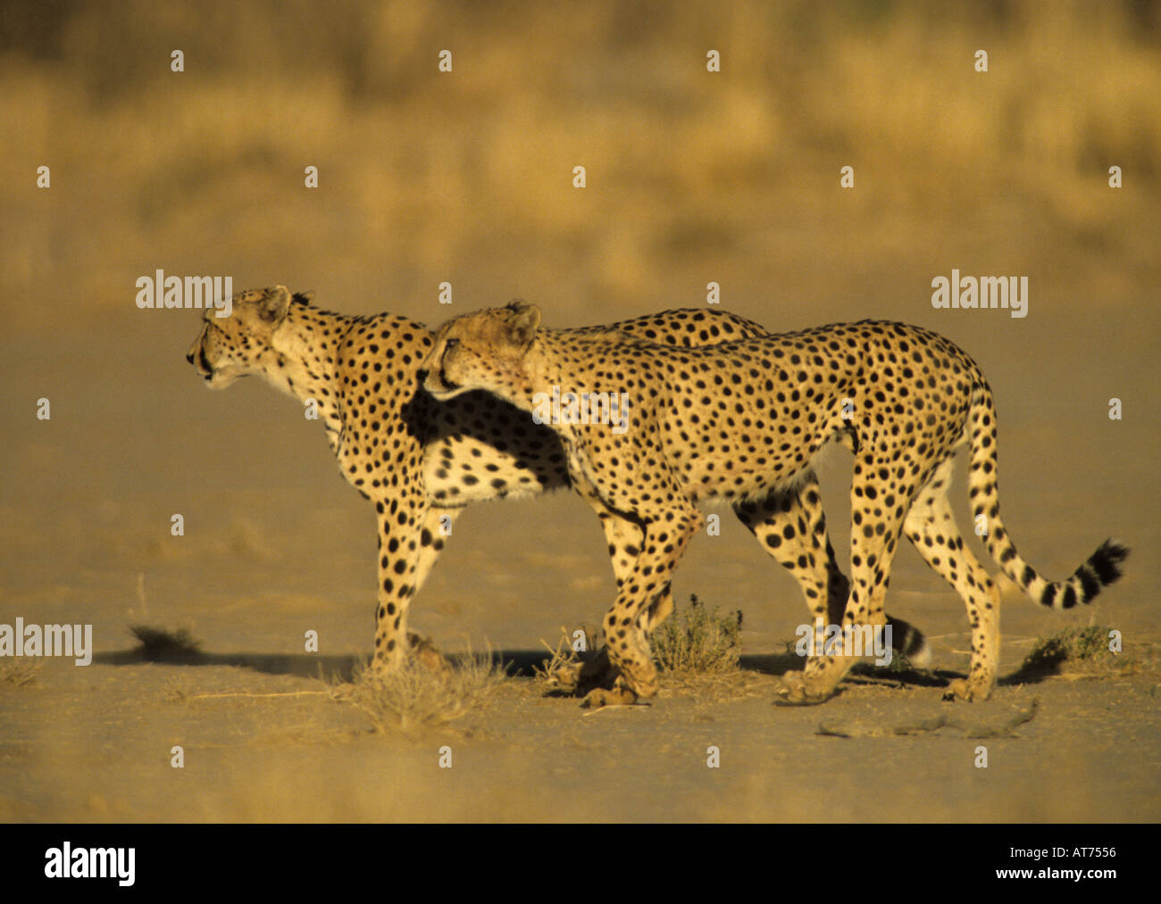 Hunting pair hi-res stock photography and images - Alamy