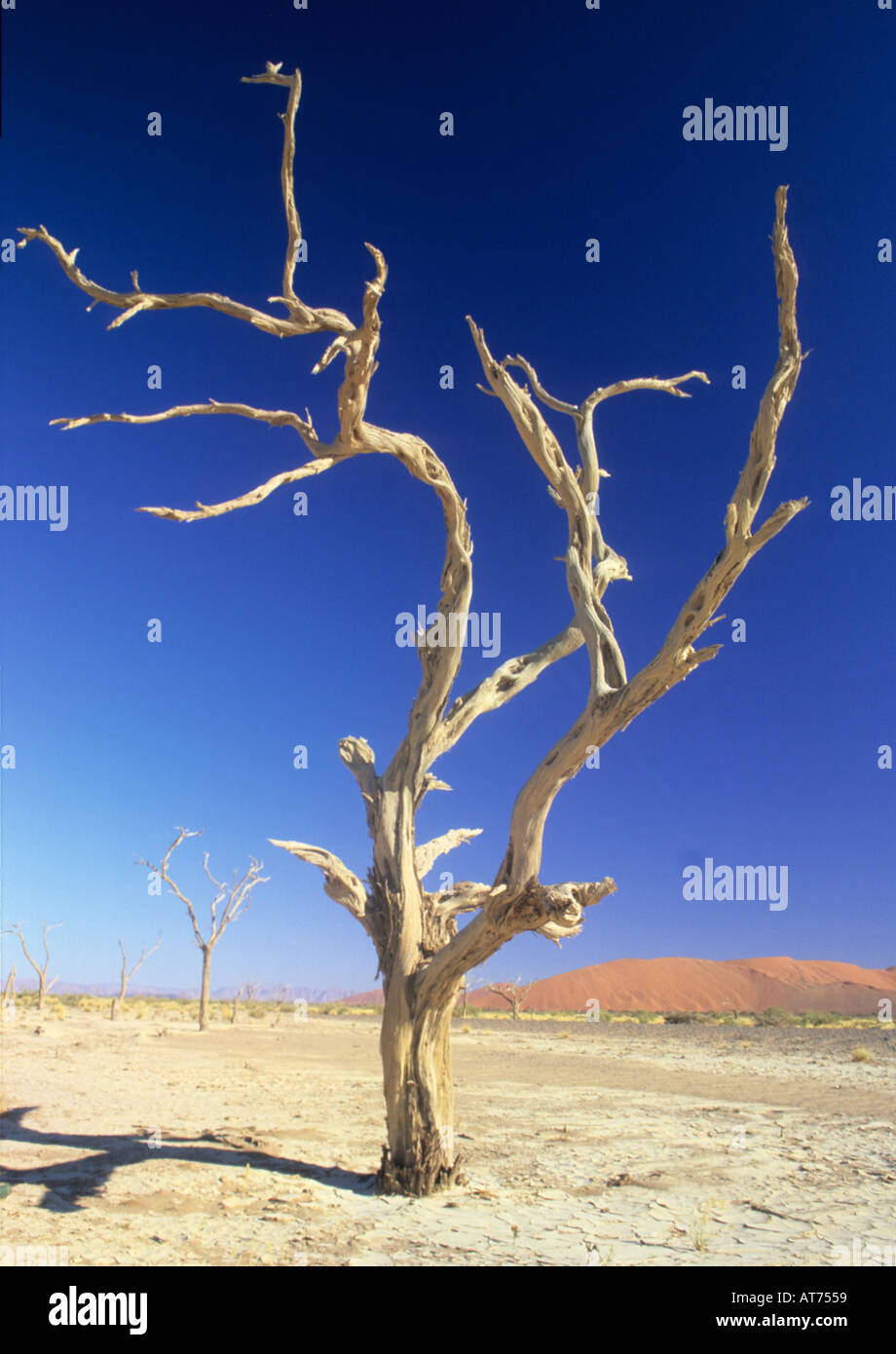 Dead tree in the desert Stock Photo - Alamy