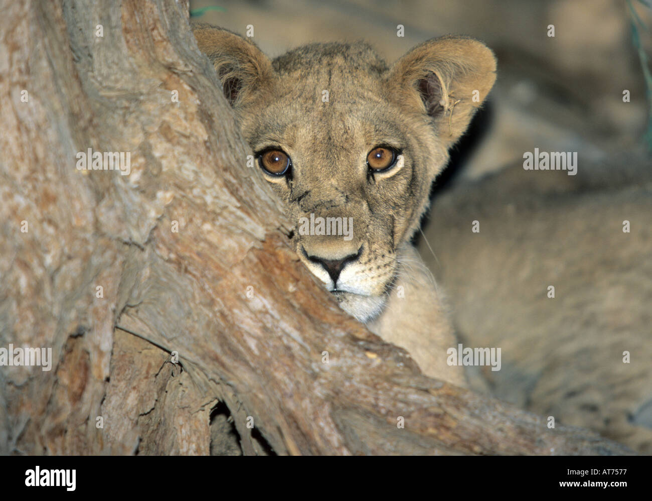 Lion hidding behind tree Stock Photo - Alamy