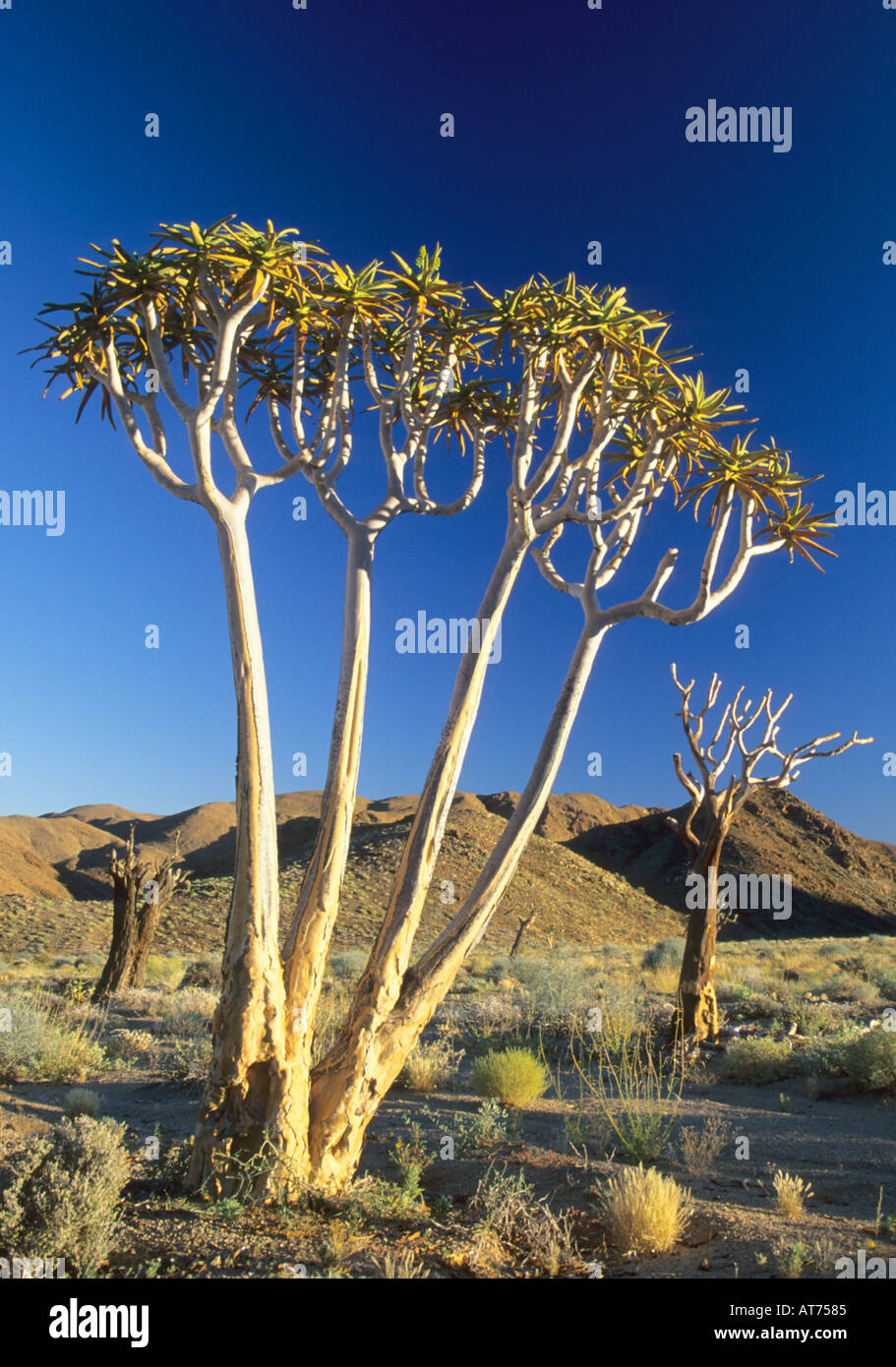 Quiver tree Namib desert Stock Photo - Alamy