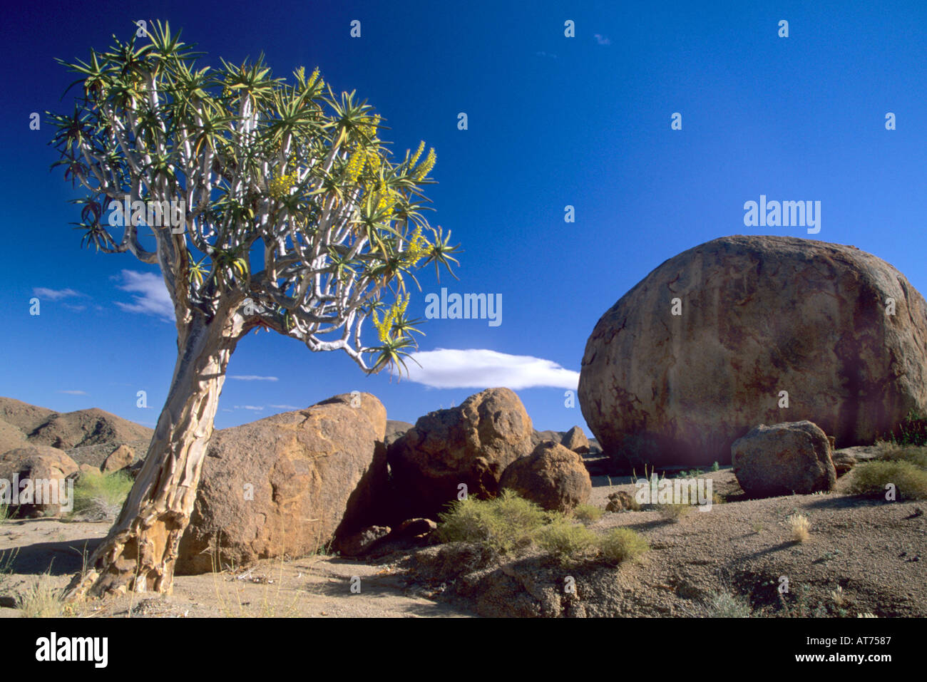 Quiver tree desert Namibia Stock Photo - Alamy