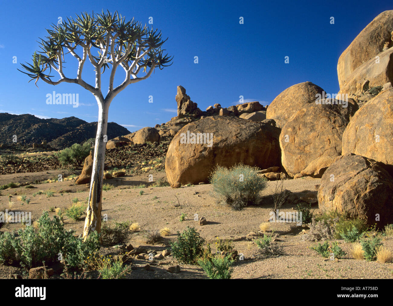 Quiver tree desert Namibia Stock Photo - Alamy