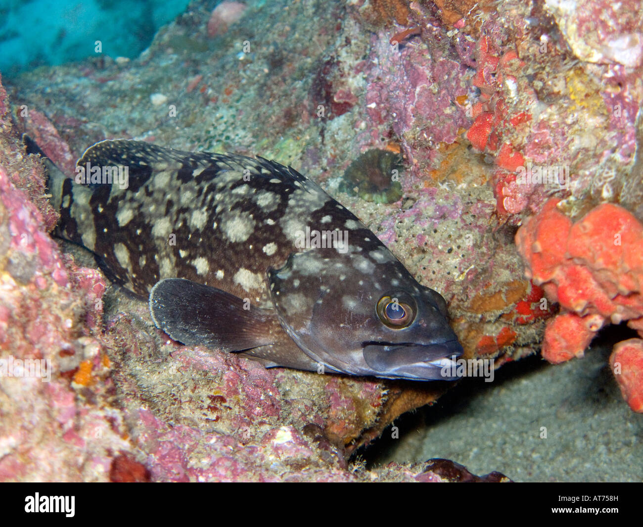 Live giant grouper hi-res stock photography and images - Alamy