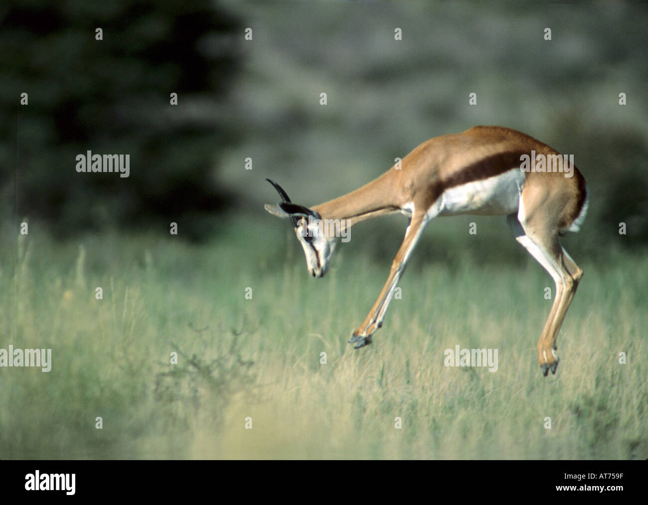 Springbok pronking hi-res stock photography and images - Alamy