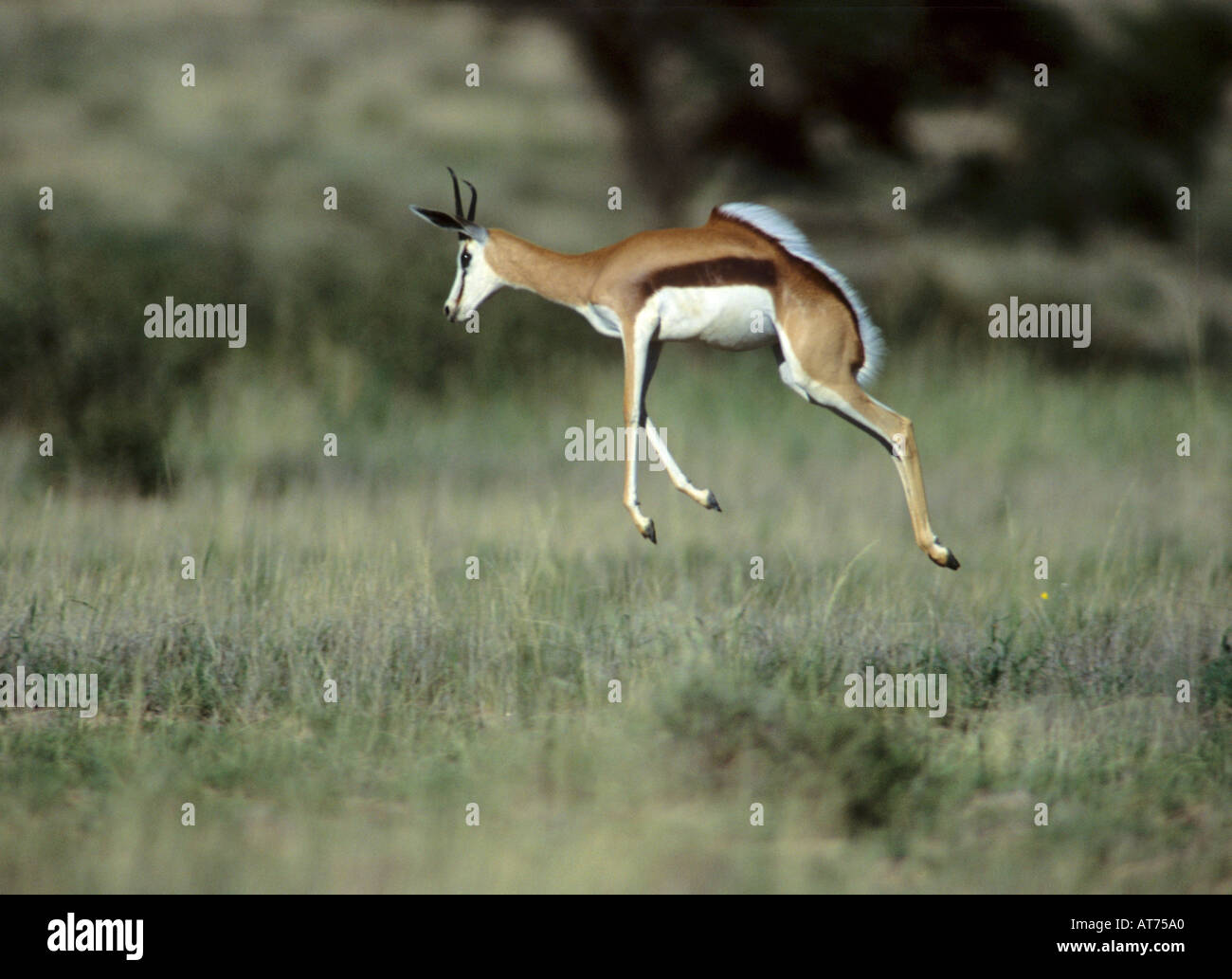 Pronking hi-res stock photography and images - Alamy