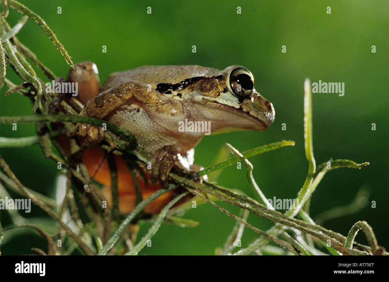 Mexican Treefrog Smilisca baudinii adult in Spanish Moss Rio Grande ...