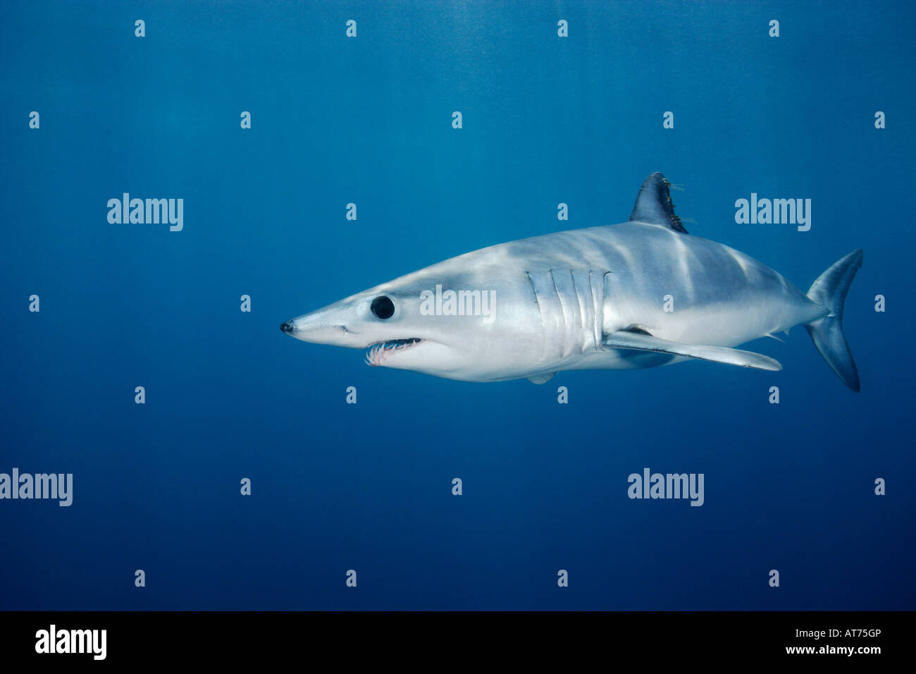 Mako shark hi-res stock photography and images - Alamy
