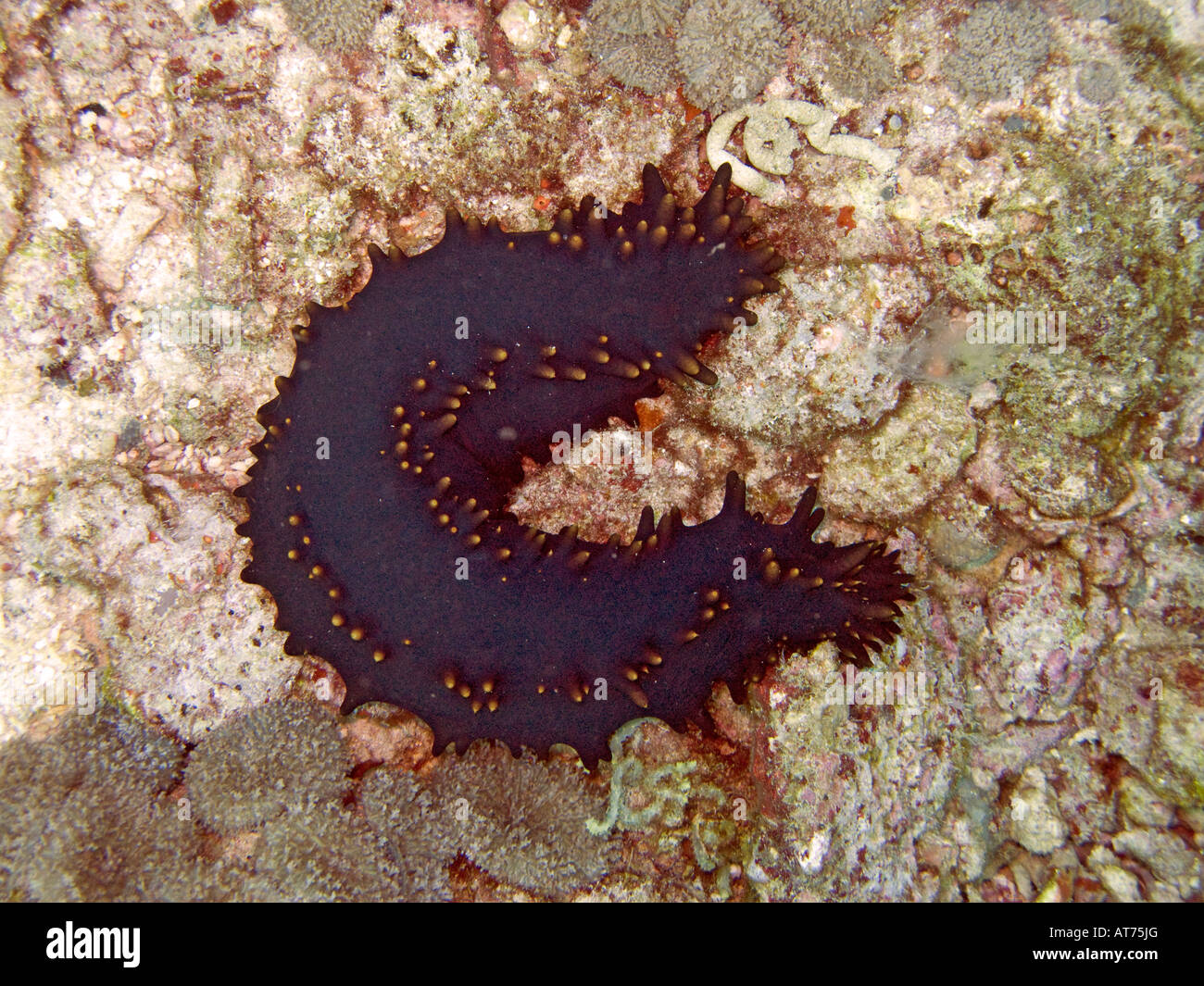 Dark green sea cucumber, Stichopus chloronotus February 3 2008, Surin ...