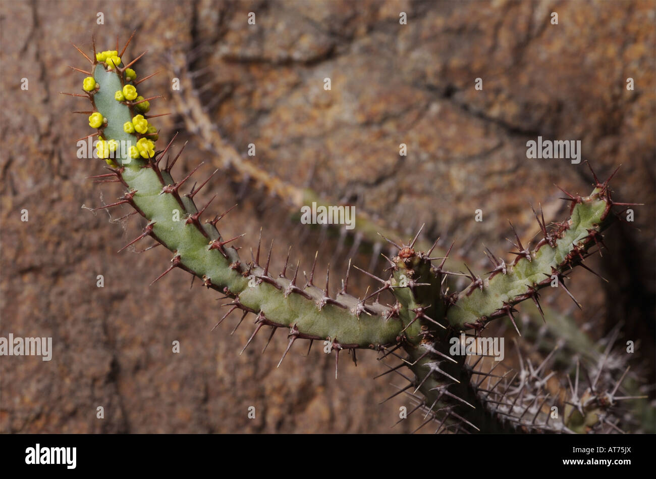 A thorny south African plant of arid regions in the spurge family ...