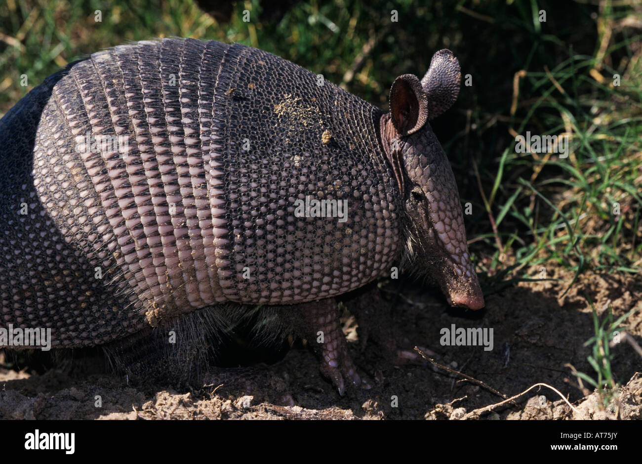 Southern banded armadillo hi-res stock photography and images - Alamy