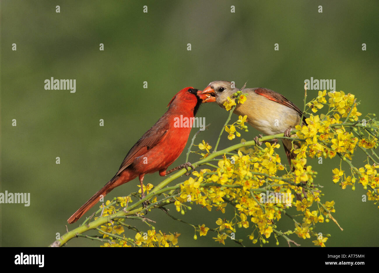 Northern Cardinal Cardinalis cardinalis male feeding female on blooming ...