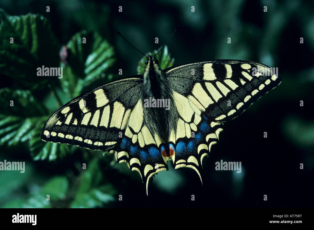 Old World Swallowtail Papilio machaon adult Oberaegeri Switzerland ...