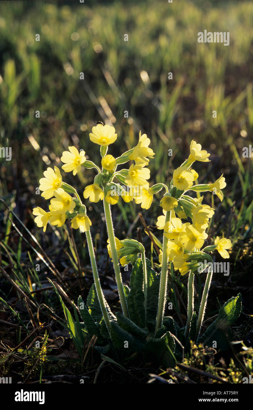 Oxlip Primrose Primula elatior blooming Oberaegeri Switzerland April ...