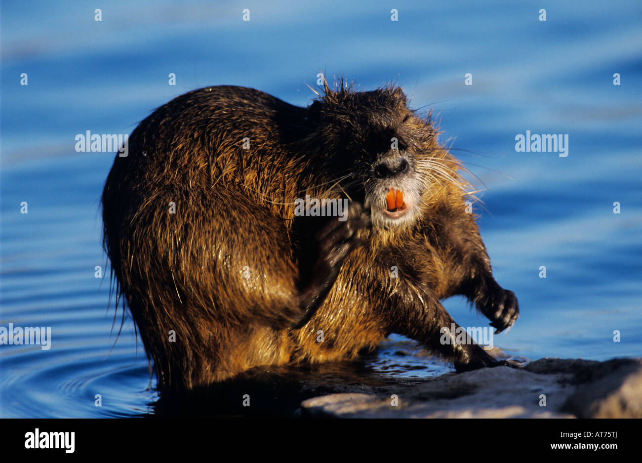 Nutria Myocaster coypus adult New Braunfels Texas USA March 2003 Stock ...