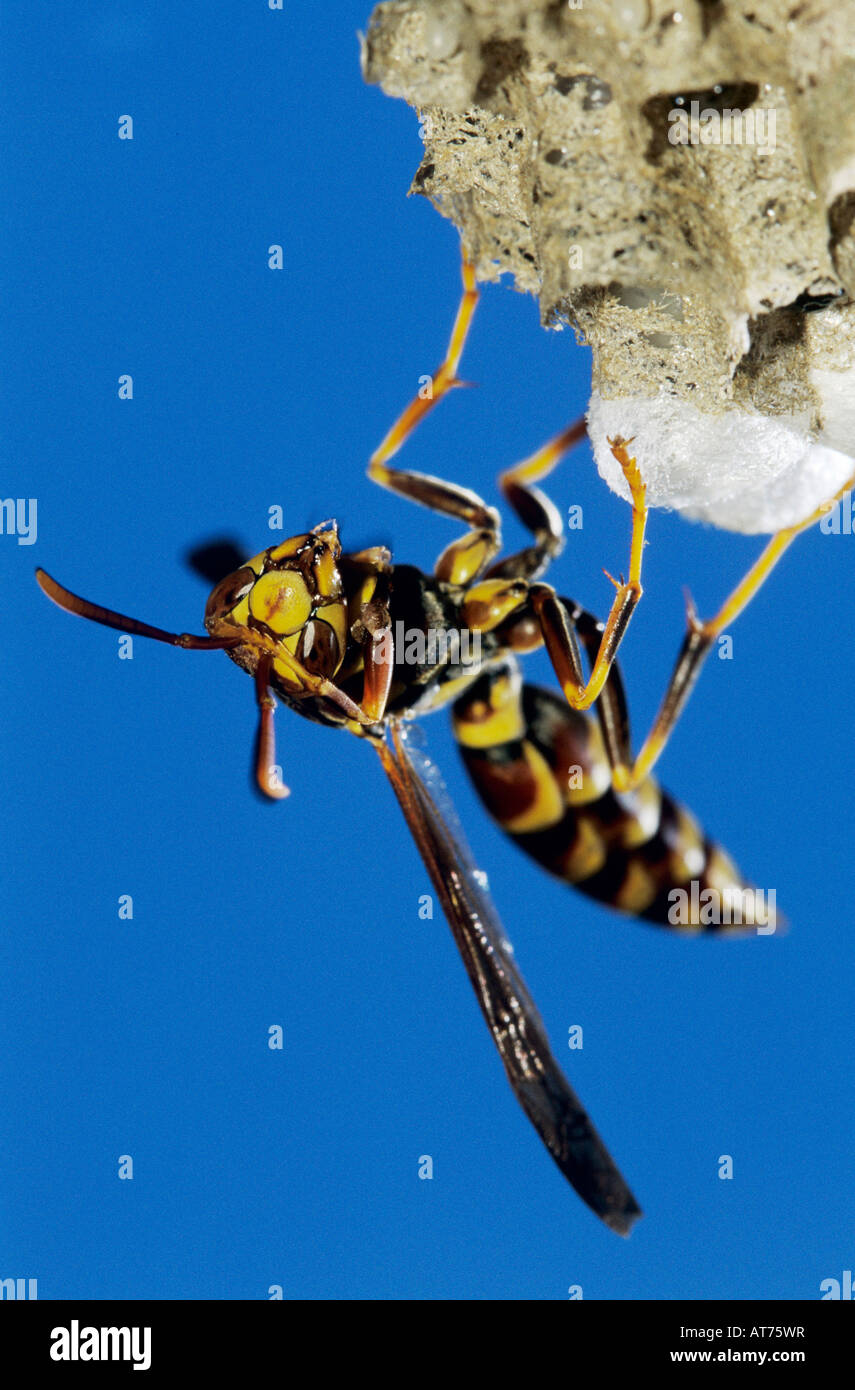 Baby wasp hi-res stock photography and images - Alamy