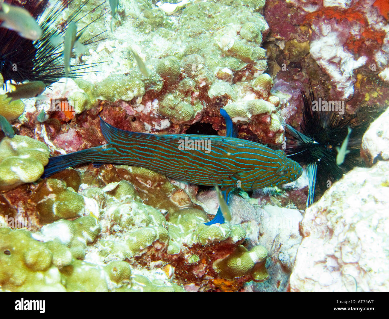 Bluelined hind, Cephalopholis formosa Stock Photo - Alamy