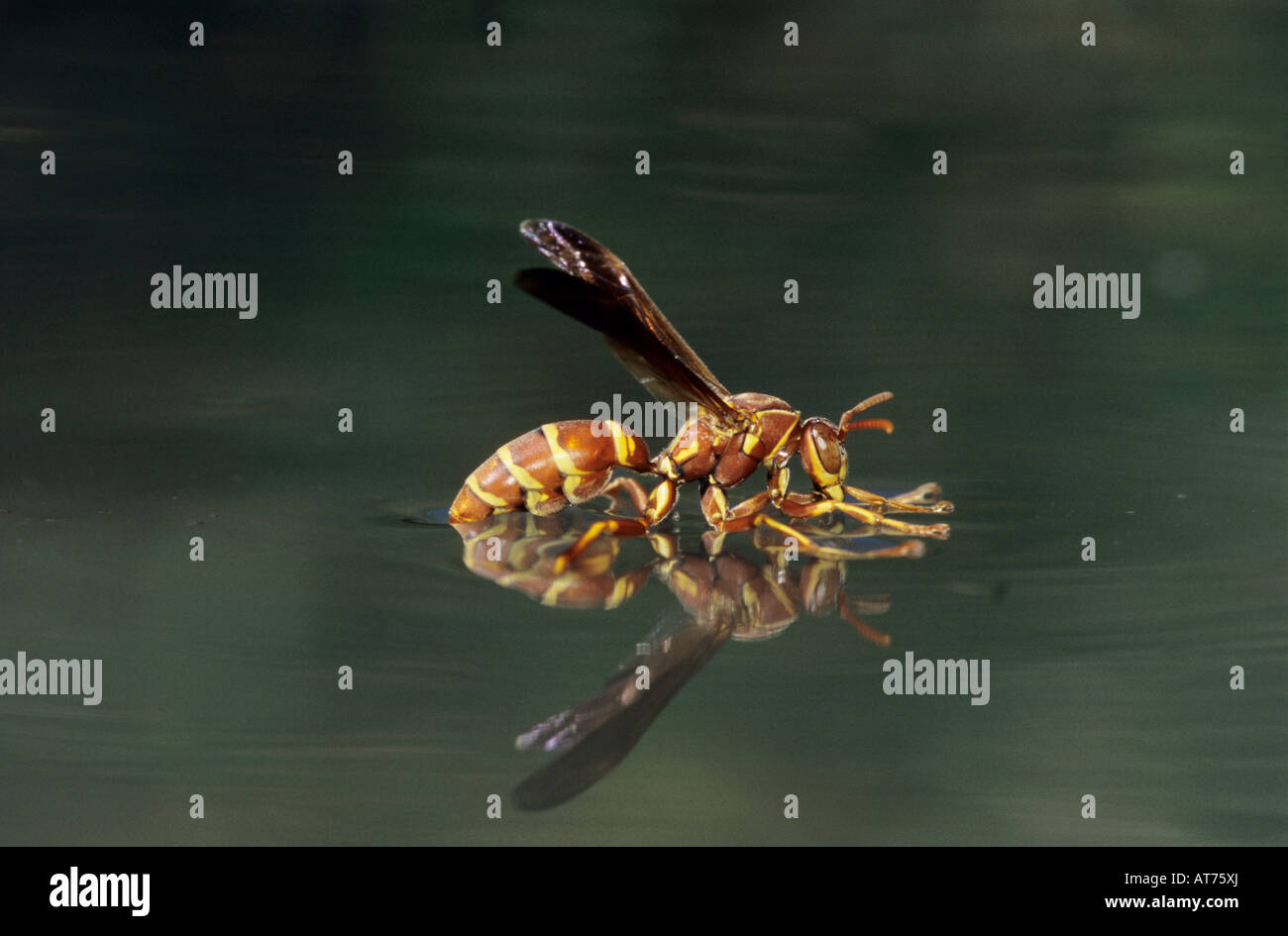 Paper Wasp Polistes sp wasp drinking from water surface Welder Wildlife ...