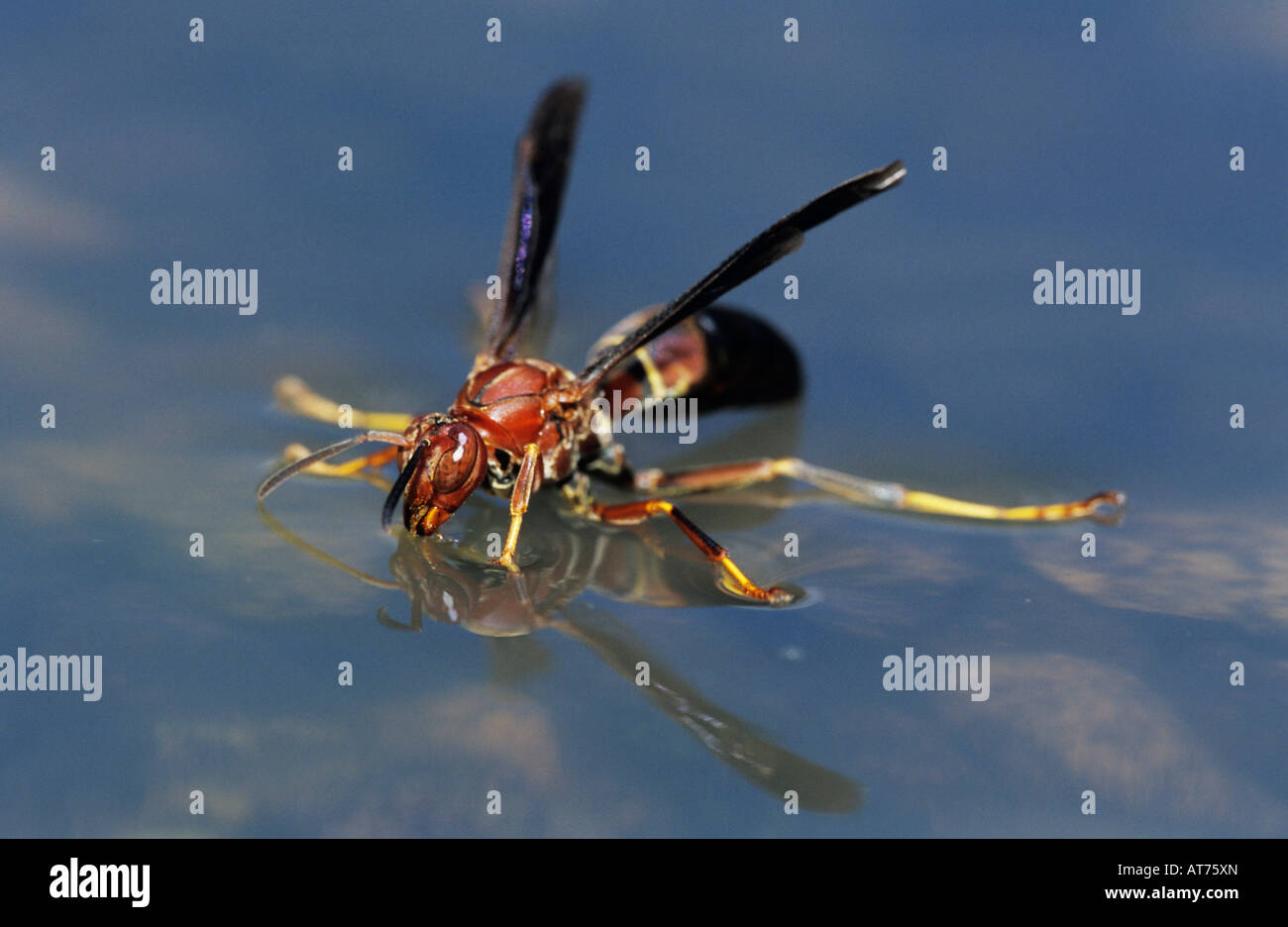 Paper Wasp Polistes sp wasp drinking from water surface Welder Wildlife ...
