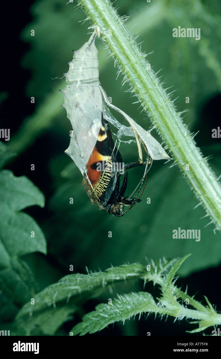 Peacock Butterfly Inachis io adult emerging from pupa on Stinging ...