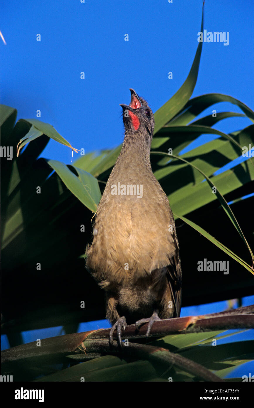 Palm tree rio grande valley hi-res stock photography and images - Alamy