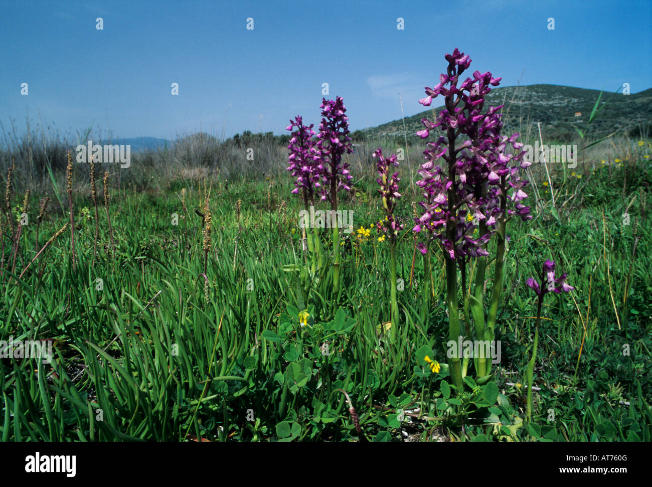 Anatolian Orchid Orchis anatolica blooming in habitat Samos Greek ...