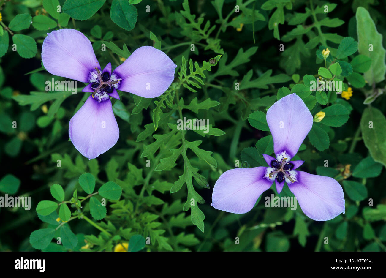 Prairie Nymph Herbertia lahue coerulea blooming Lake Corpus Christi ...