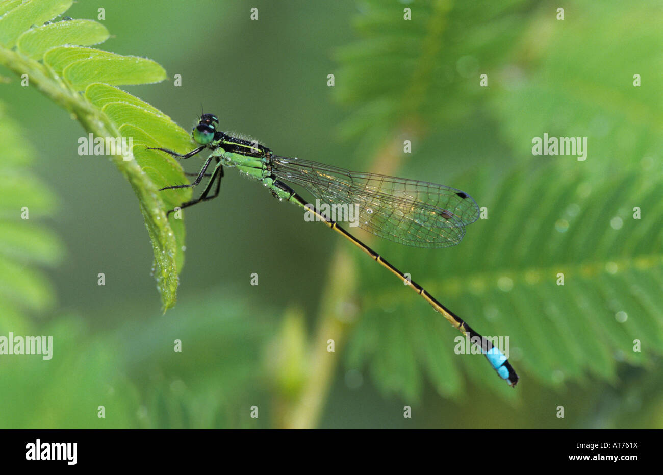 Male ramburs forktail hi-res stock photography and images - Alamy